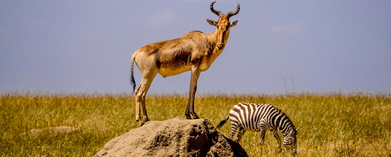 Maasai Mara Game Reserve - Weswey Expeditions